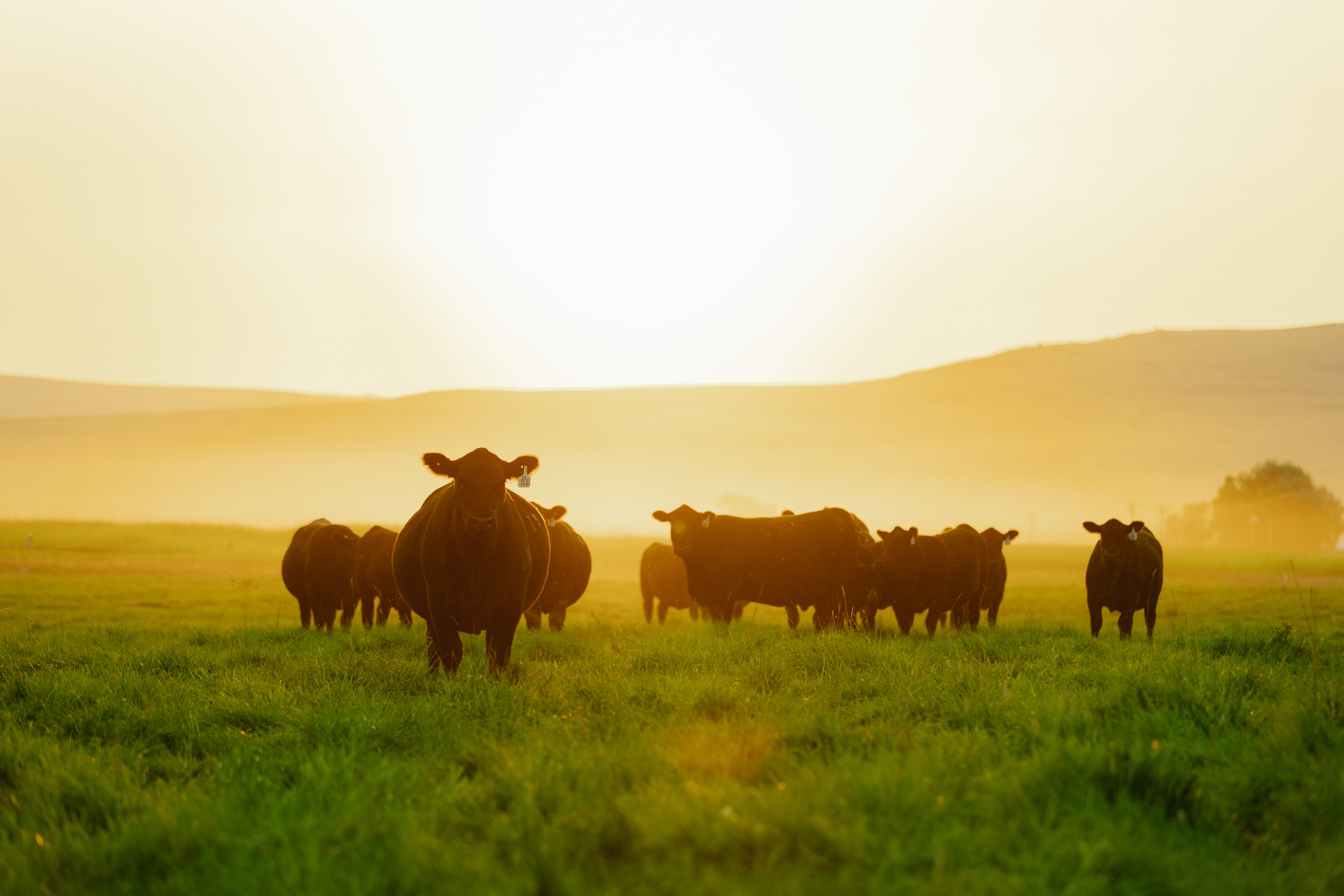 Golden Hour Photo Print Coleman Angus Golden Hour Photo Print Coleman Angus