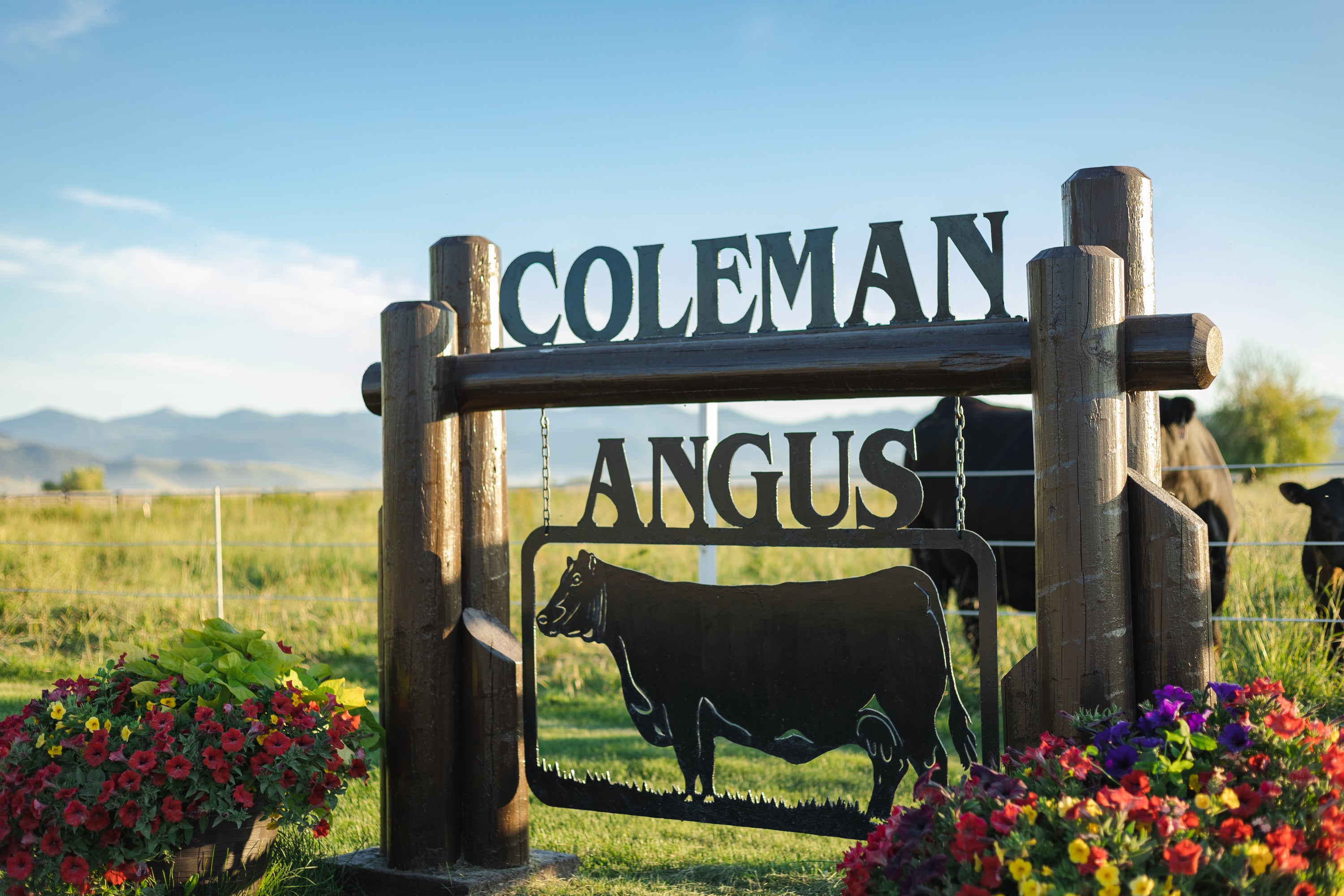 Coleman Angus
