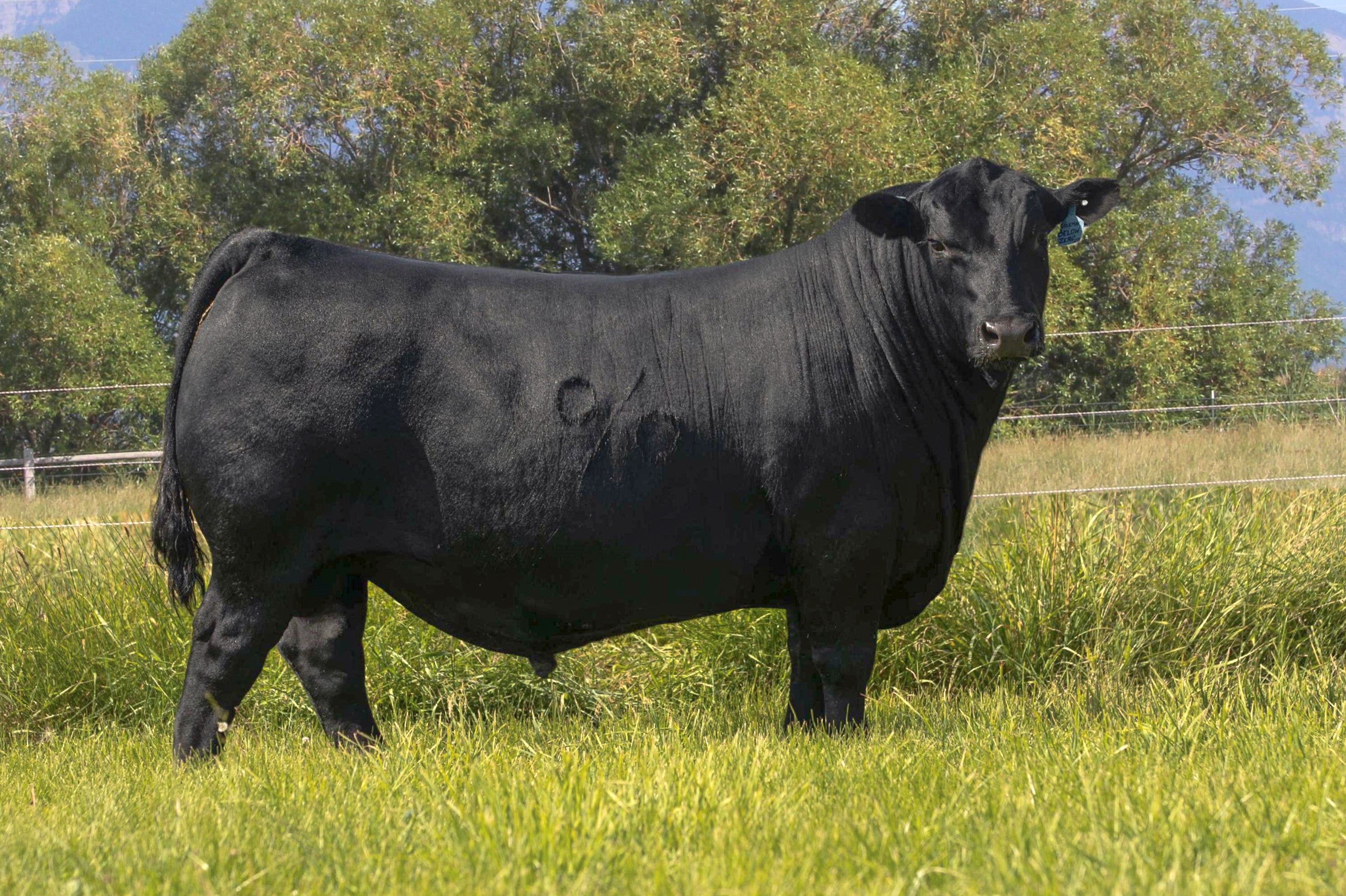 Semen – Coleman Angus