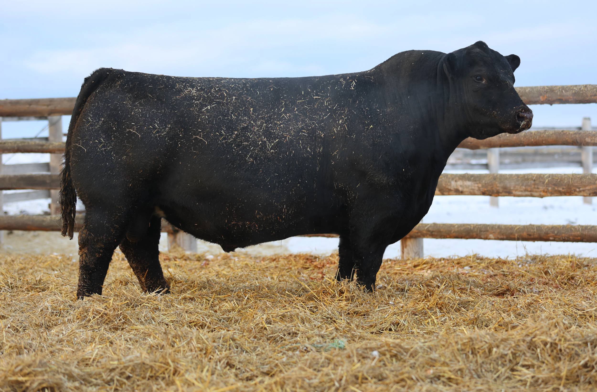 Coleman Full Deck 118 – Coleman Angus