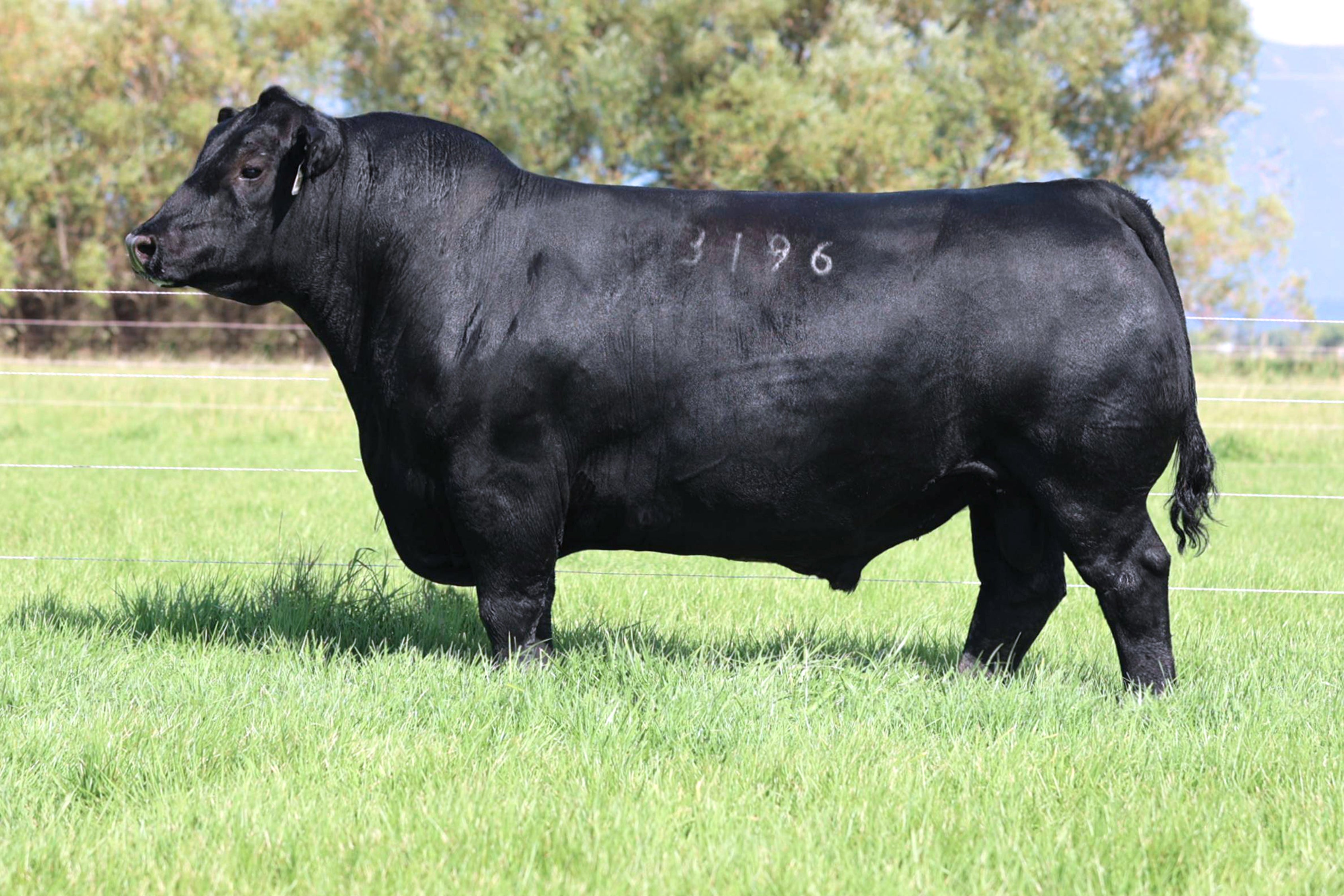 Coleman Double Down 3196 – Coleman Angus