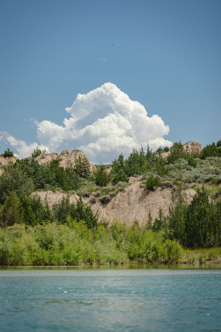 Canvas Prints – Coleman Angus