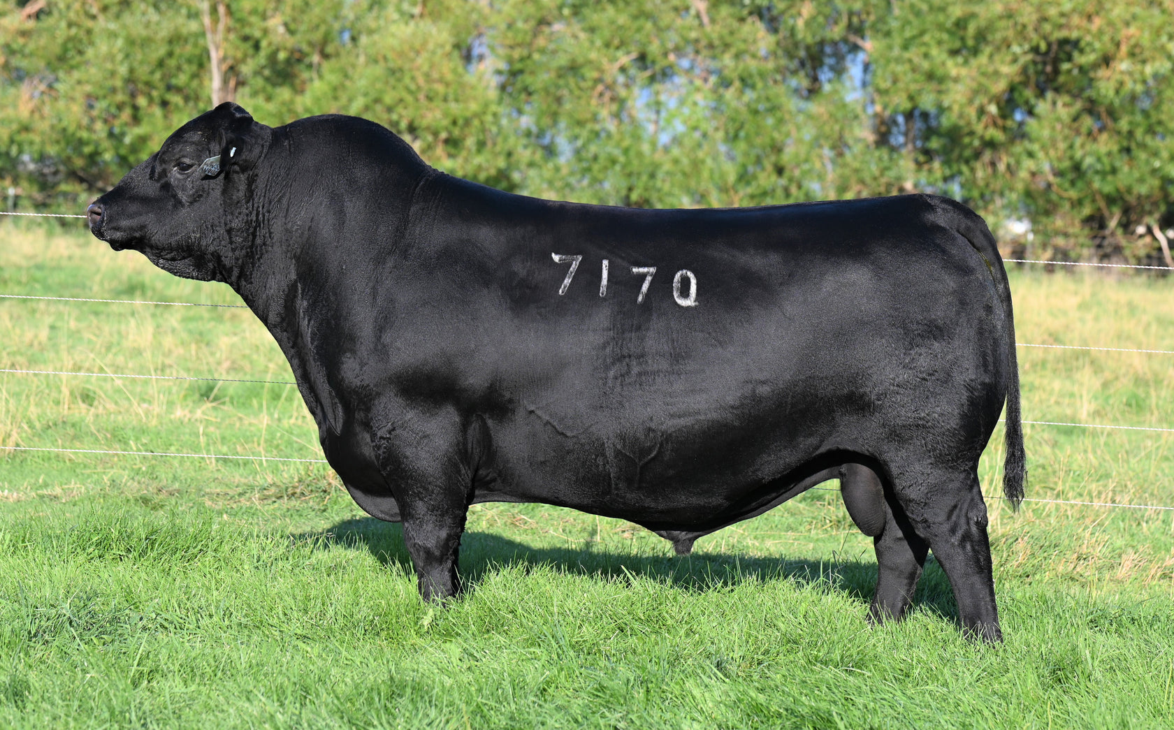 AI Certificate – Coleman Angus