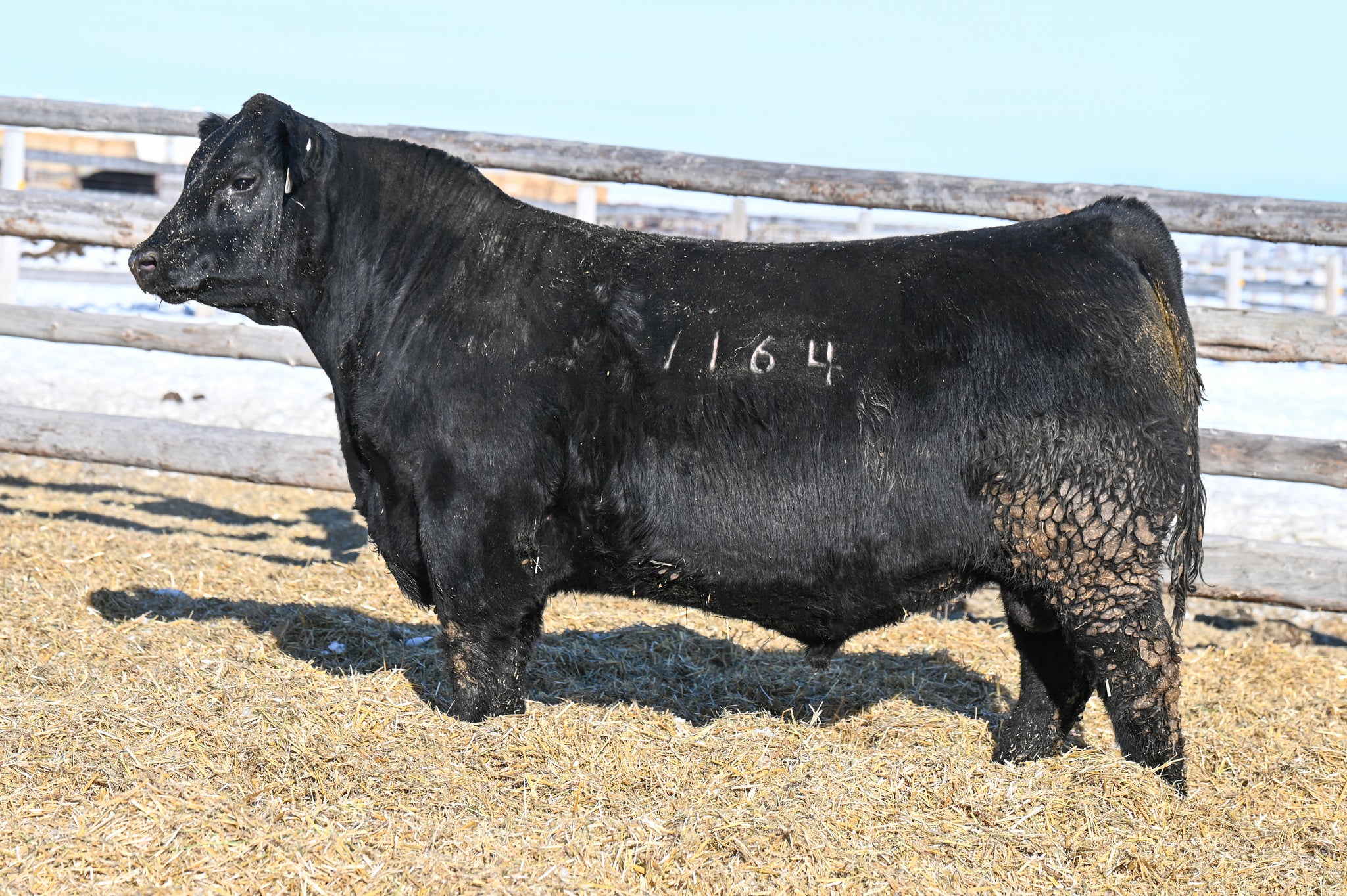 AI Certificate – Coleman Angus