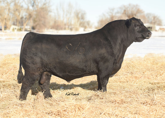 AI Certificate – Coleman Angus