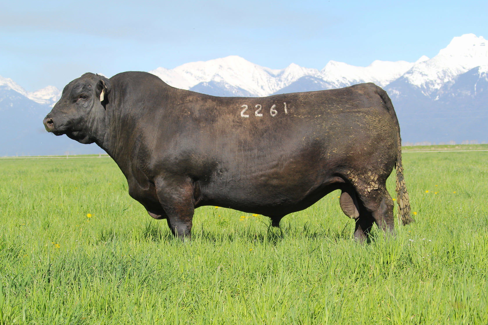 AI Certificate – Coleman Angus