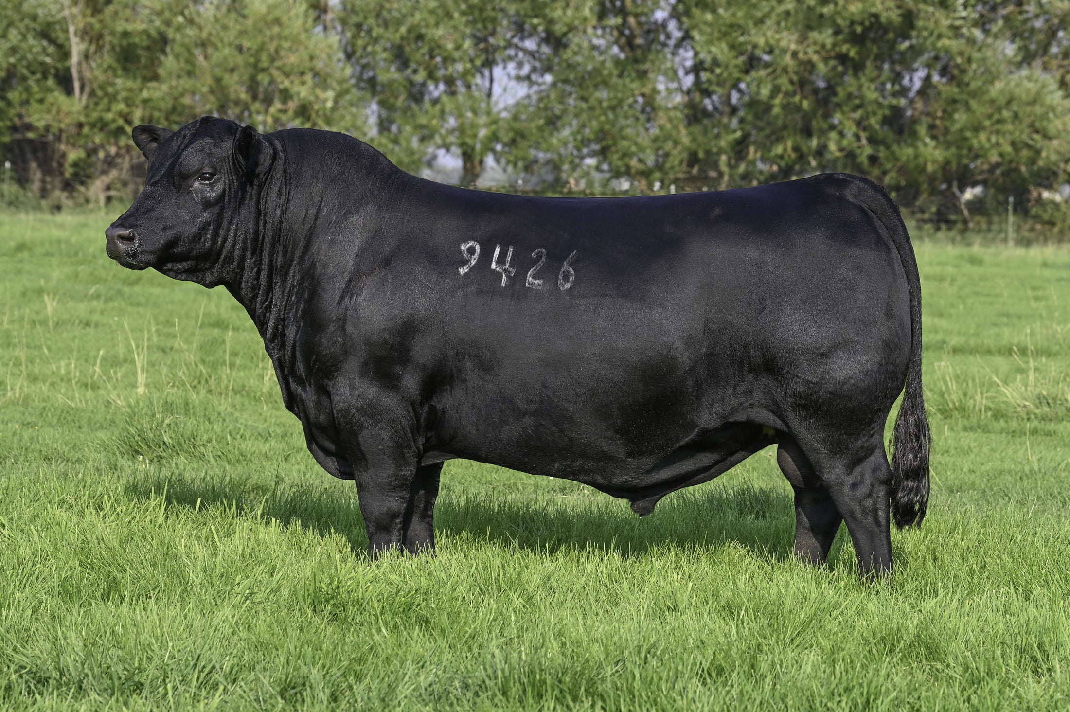 AI Certificate – Coleman Angus