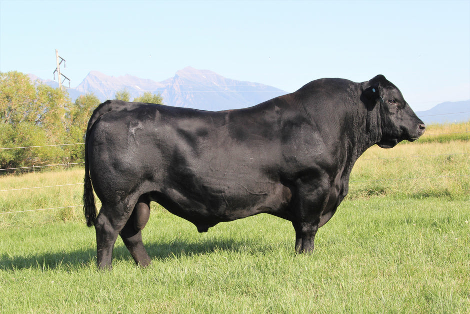 Semen – Page 3 – Coleman Angus